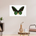 Green Birdwing Butterfly Poster | Zazzle