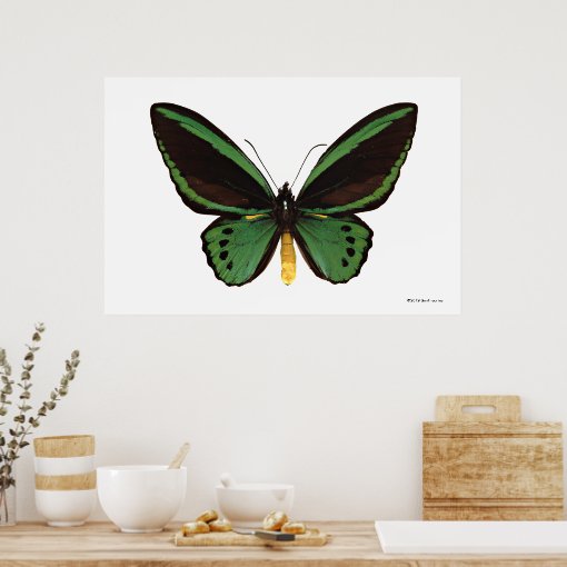 Green Birdwing Butterfly Poster | Zazzle