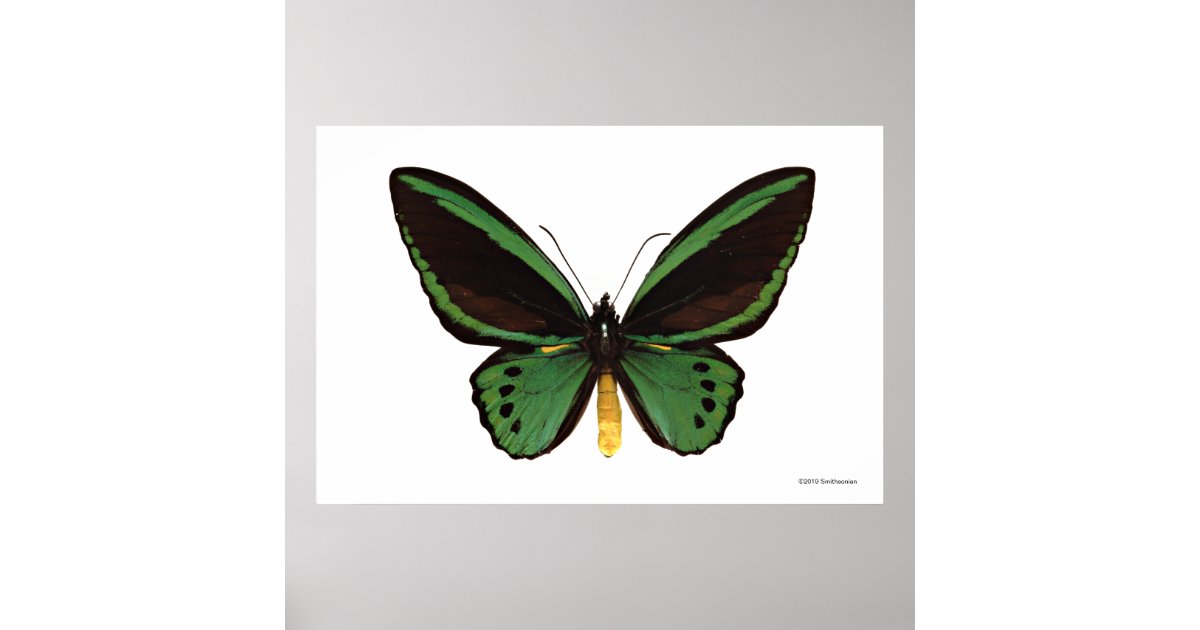 Green Birdwing Butterfly Poster | Zazzle