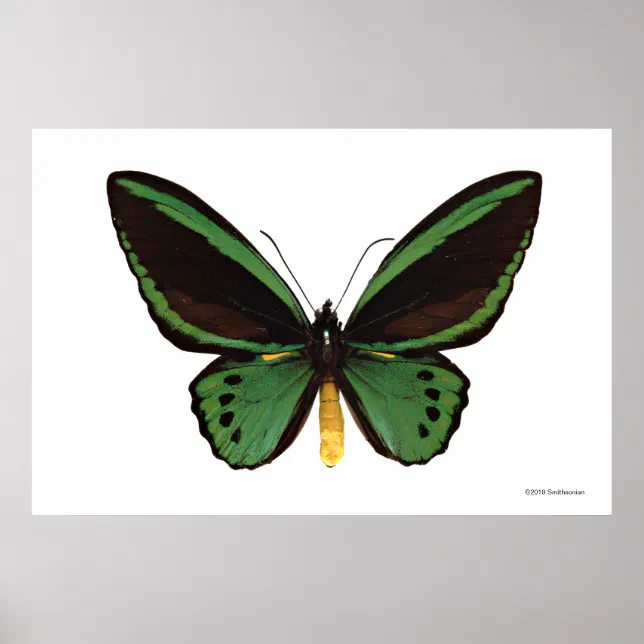 Green Birdwing Butterfly Poster | Zazzle