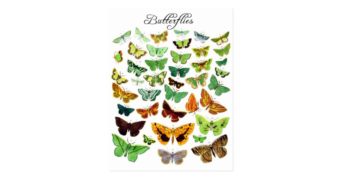 Green Butterfly Collection Postcard | Zazzle.com