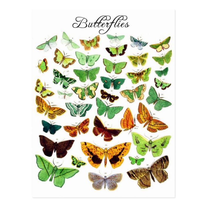 Green Butterfly Collection Postcard | Zazzle.com