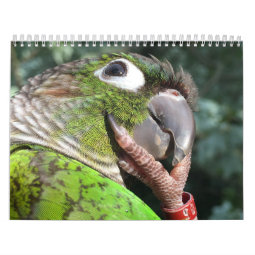 Green Cheek Conure Parrot 2021 Calendar | Zazzle