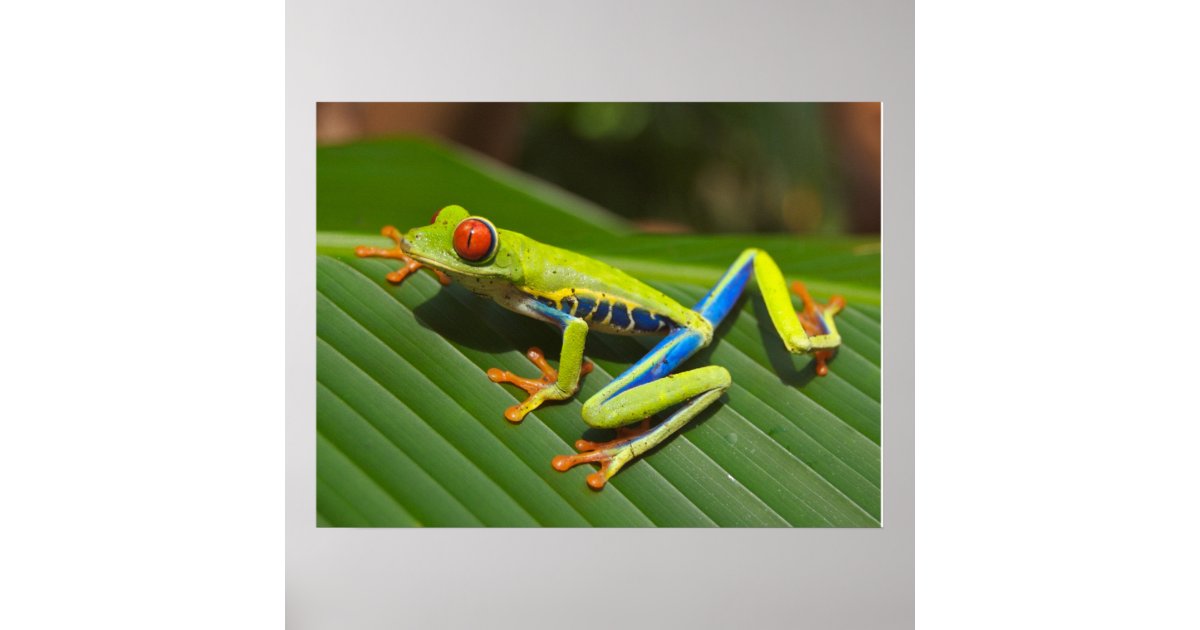Green Colorful Jungle Tree Frog Poster | Zazzle