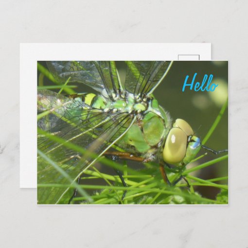 Green Dragonfly HELLO Postcard | Zazzle