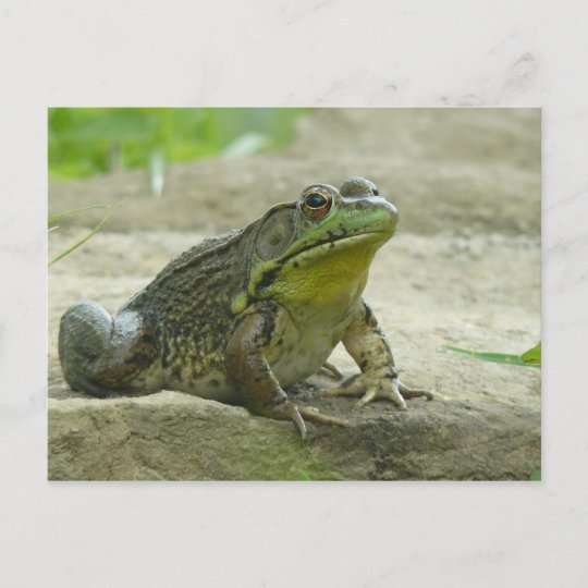 Green Frog. Postcard | Zazzle.com