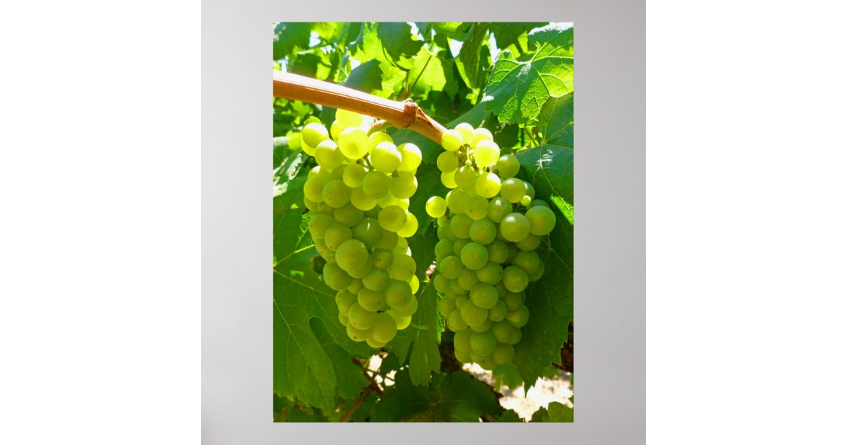 Green Grapes on the Vine Poster | Zazzle