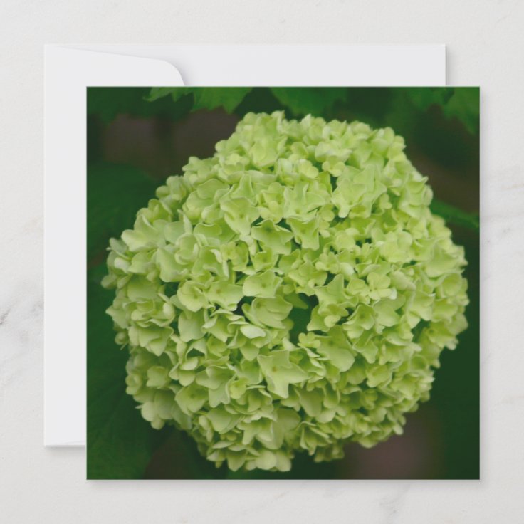 Green Hydrangea Invitations | Zazzle