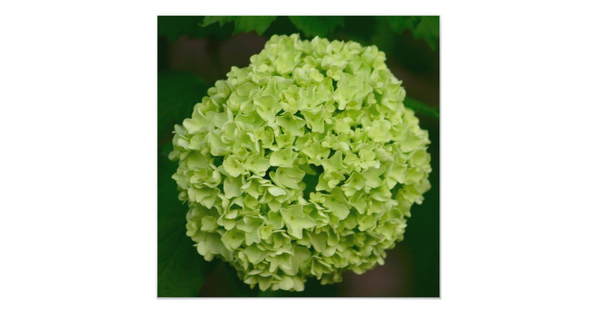 Green Hydrangea Invitations | Zazzle.com