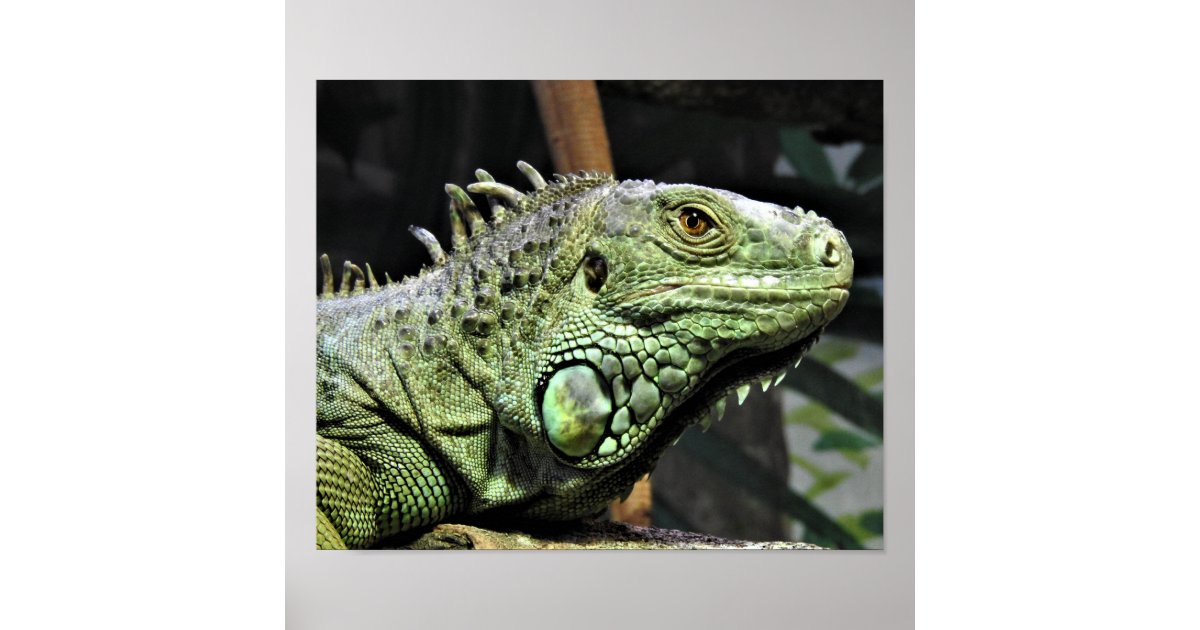 Green Iguana Poster | Zazzle