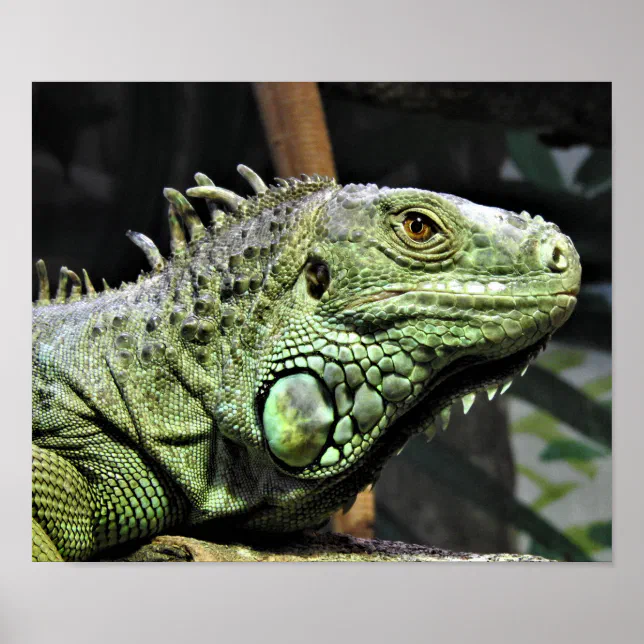 Green Iguana Poster | Zazzle