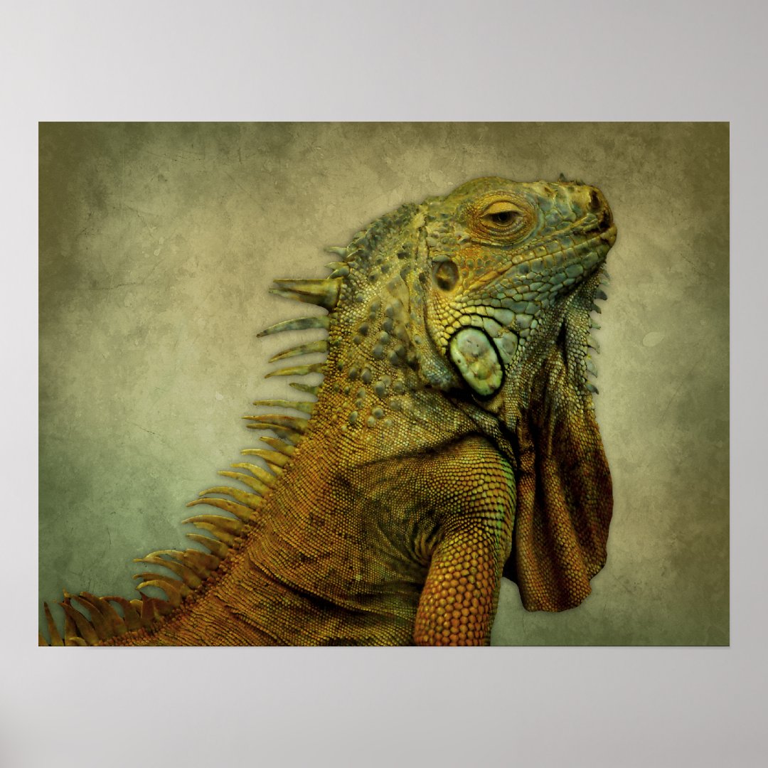 Green Iguana Poster | Zazzle