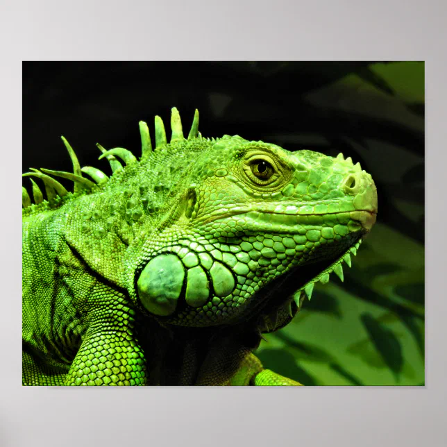 Green Iguana Poster | Zazzle
