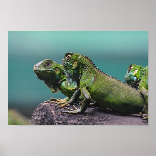 Green Iguanas Poster | Zazzle.com