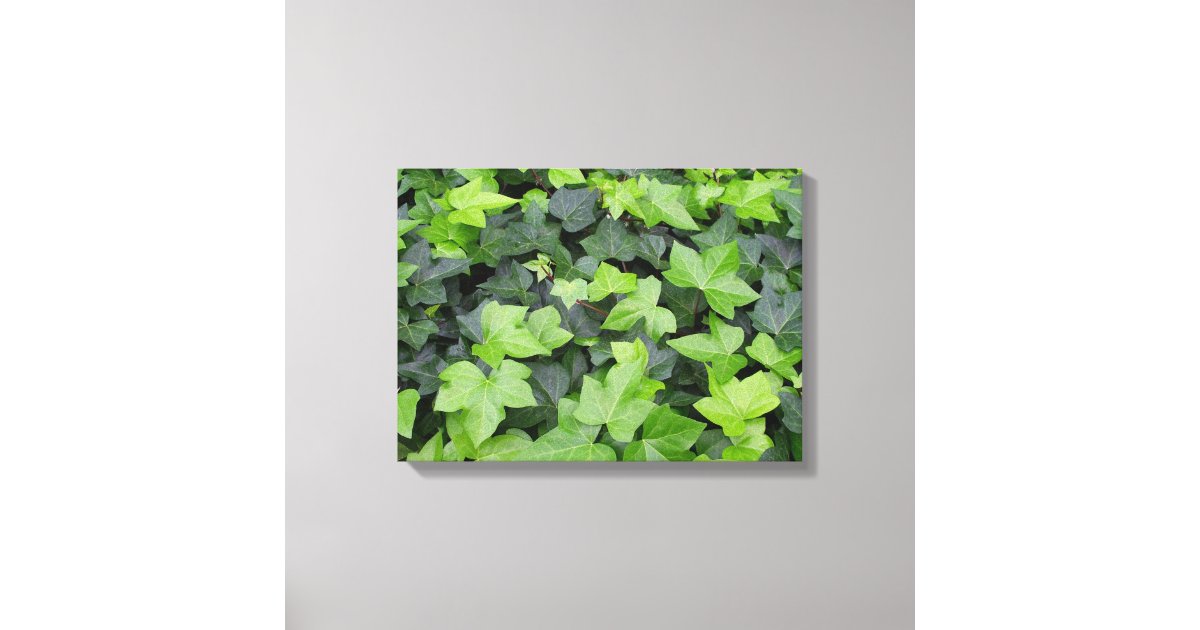 Green Ivy Botanical Print | Zazzle