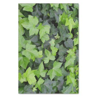 Green Ivy Botanical Print Tissue Paper | Zazzle