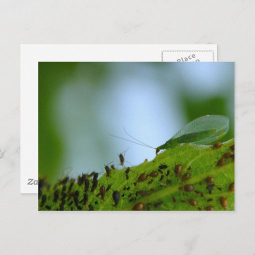Green Lacewing Aphid Buffet Postcard | Zazzle