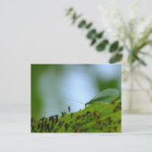 Green Lacewing Aphid Buffet Postcard | Zazzle