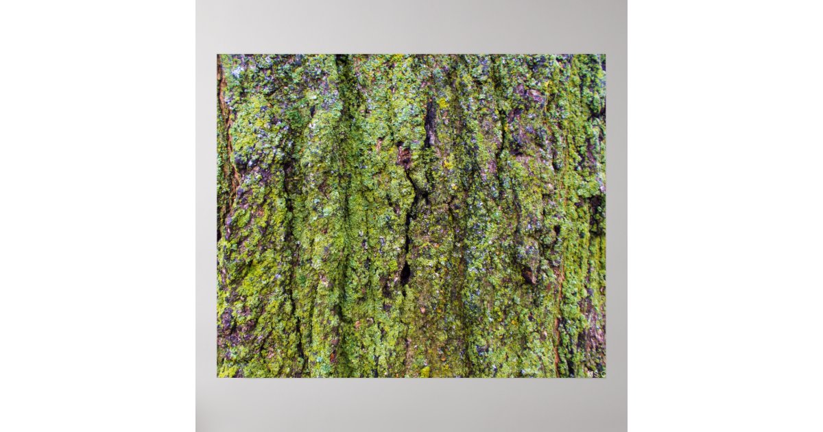 Green Lichen on Tree Bark Nature Poster | Zazzle
