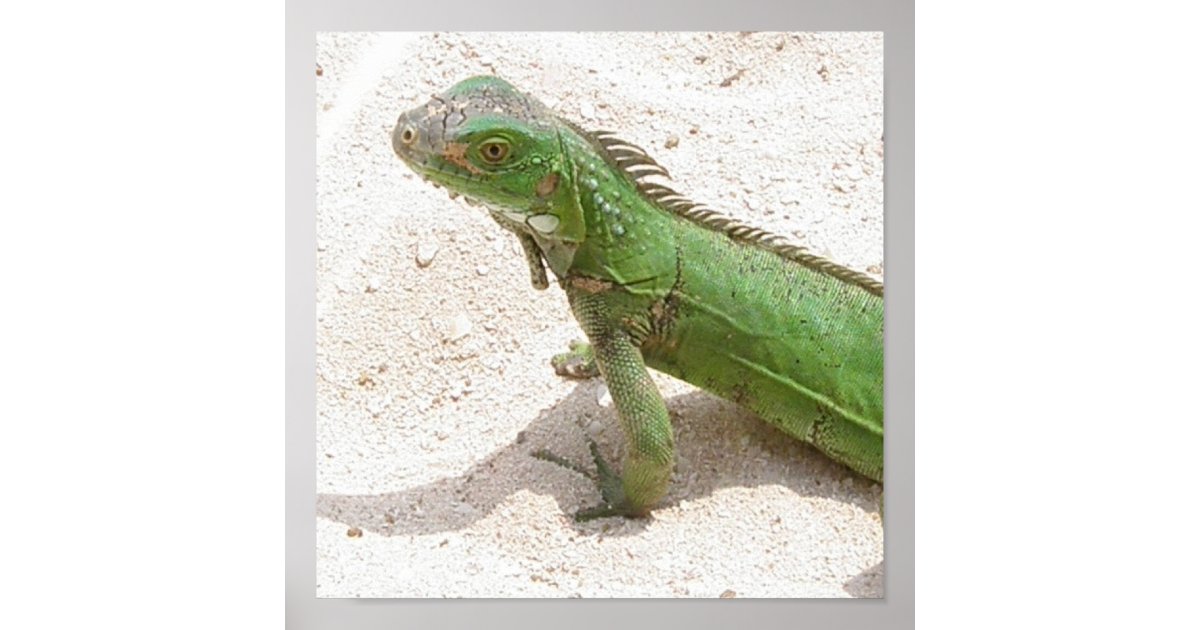 Green Lizard Print | Zazzle