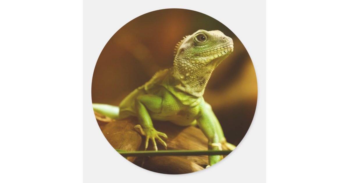 Green Lizard Sticker | Zazzle