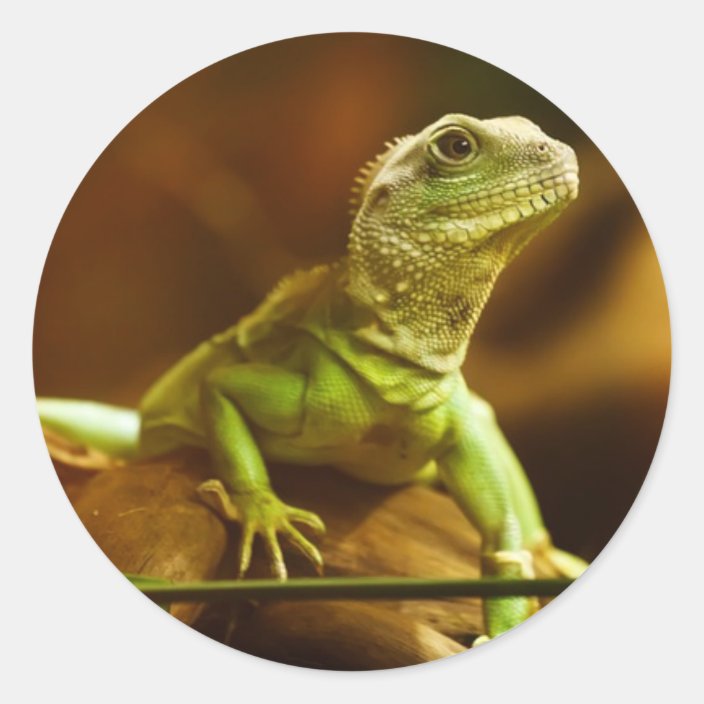 Green Lizard Sticker | Zazzle.com