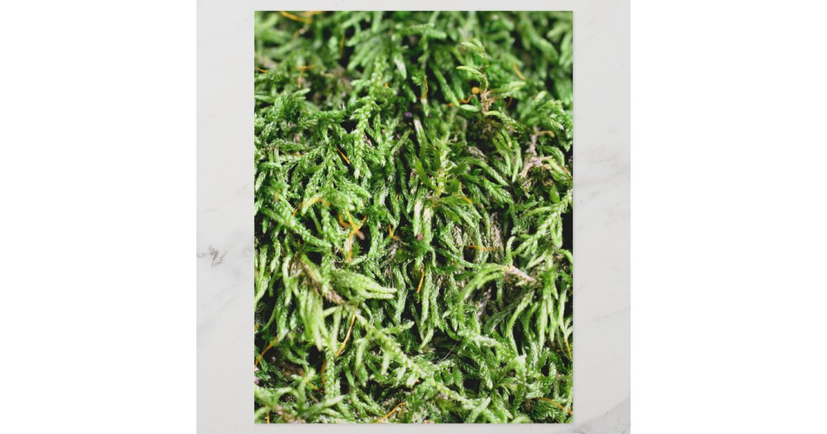 Green Moss Nature Scrapbook Paper | Zazzle