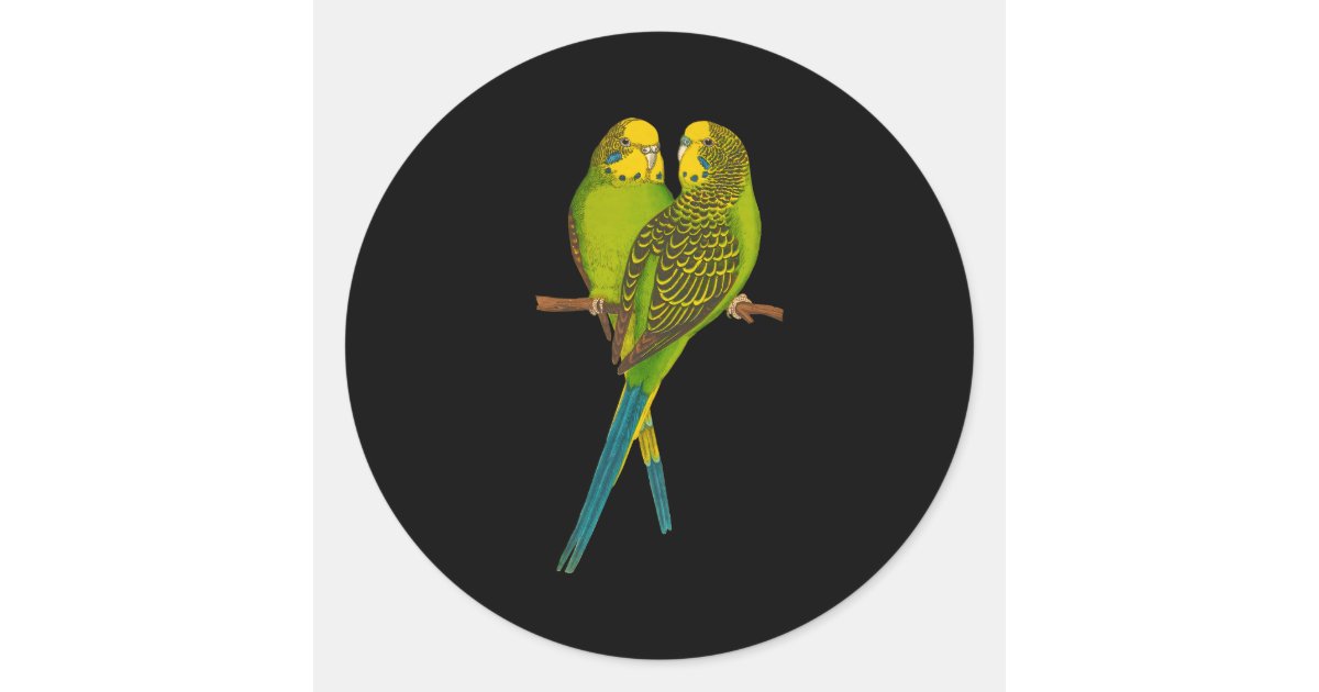 Green Parakeet Parakeets Budgie Bird Classic Round Sticker | Zazzle