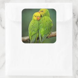 Green Parrots Love Birds Photography Square Sticker | Zazzle