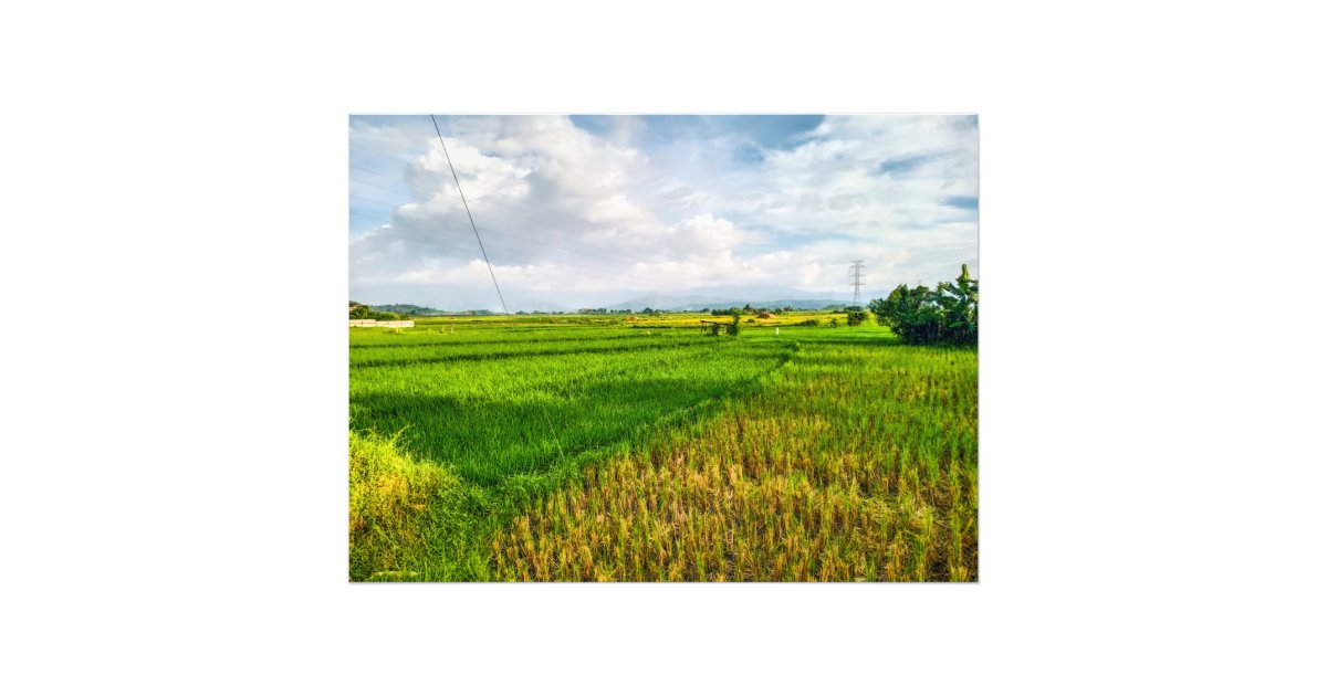 Green Rice Field Farm Photo Print | Zazzle