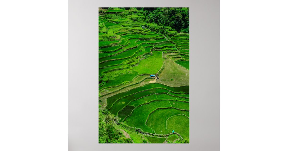Green Rice terraces, Philippines Poster | Zazzle