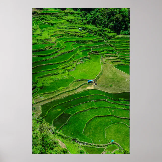Green Rice terraces, Philippines Poster | Zazzle