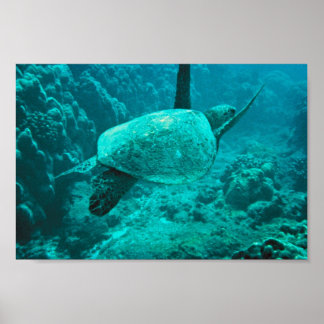 Green Sea Turtle Posters | Zazzle
