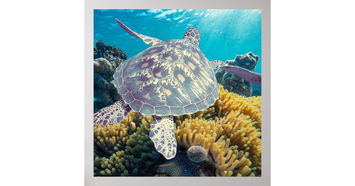 Green Sea Turtle Poster | Zazzle