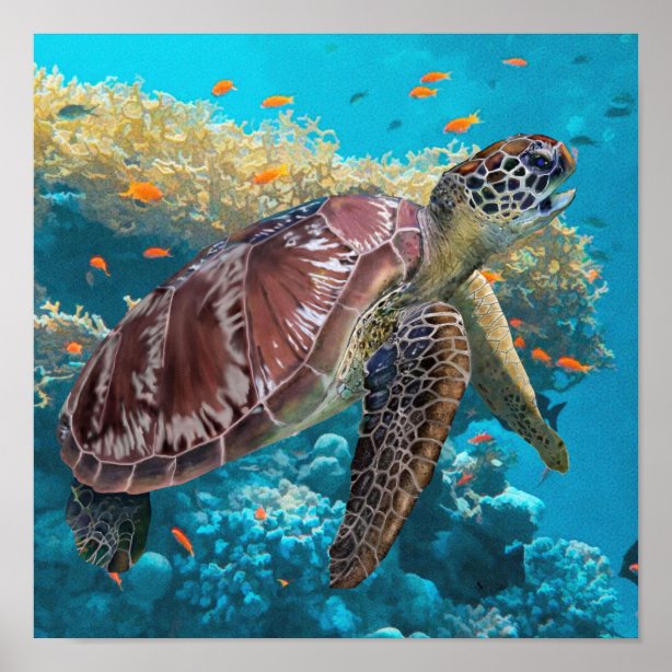 Turtle Posters & Prints | Zazzle