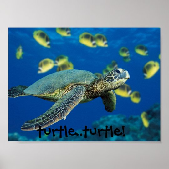 Green Sea Turtle, turtle..turtle! Poster | Zazzle.com