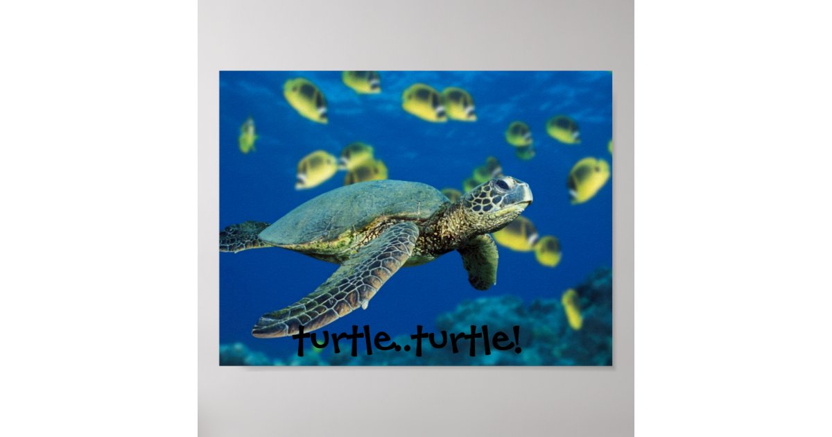 Green Sea Turtle, turtle..turtle! Poster | Zazzle.com