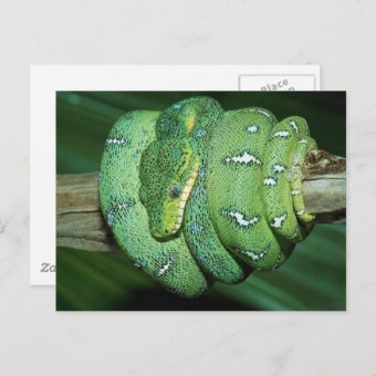 Green Snake Postcard | Zazzle