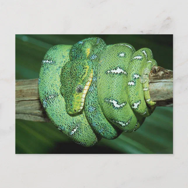 Green Snake Postcard | Zazzle