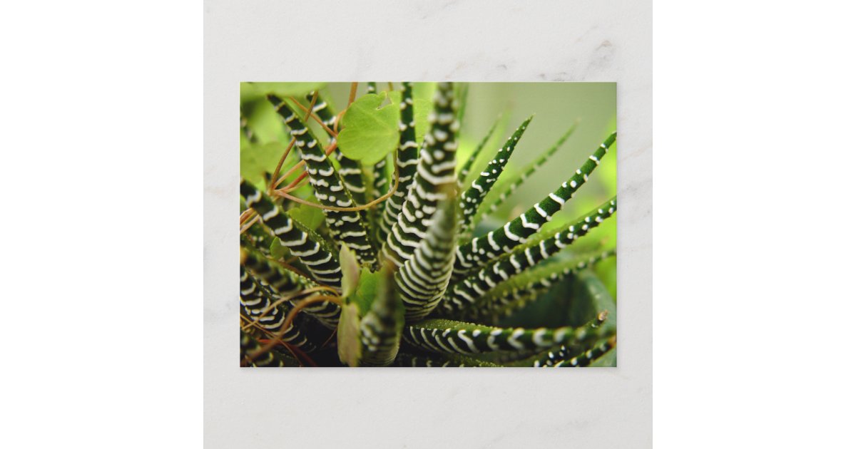 Green Spiky little striped cactus Postcard | Zazzle