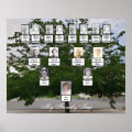 Green Summer Family Tree Photo Poster | Zazzle