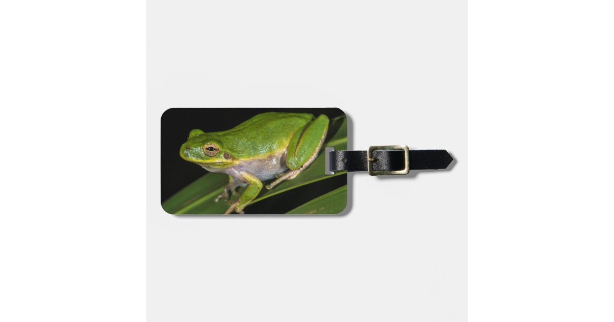 Green Tree Frog (Hyla cinerea) 2 Luggage Tag | Zazzle