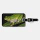 Green Tree Frog (Hyla cinerea) 2 Luggage Tag | Zazzle