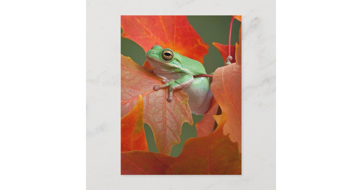 Green Tree Frog In Fall Postcard | Zazzle