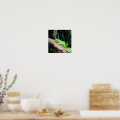 Green Tree Frog Poster | Zazzle