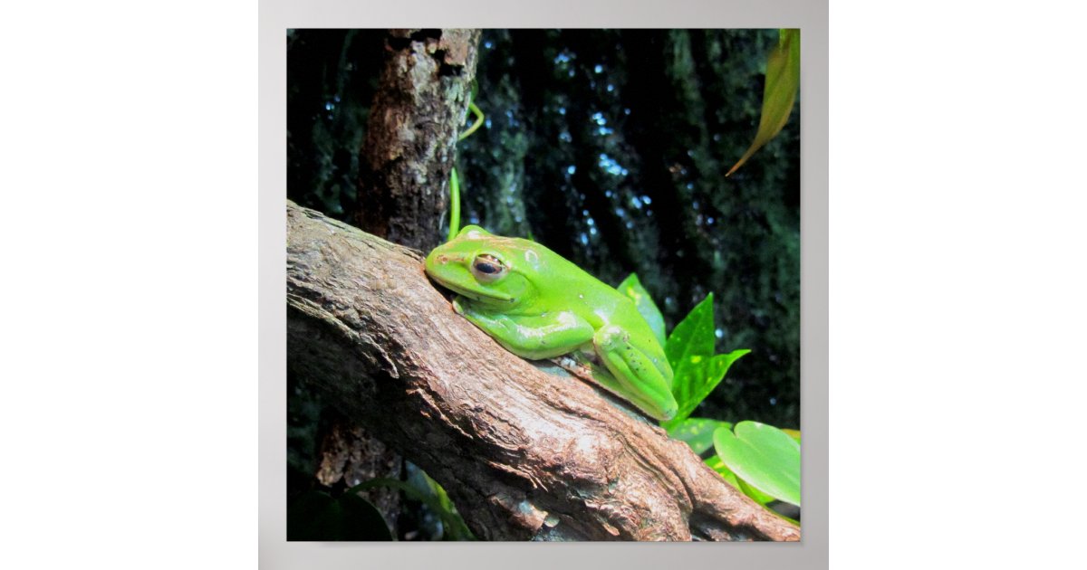 Green Tree Frog Poster | Zazzle