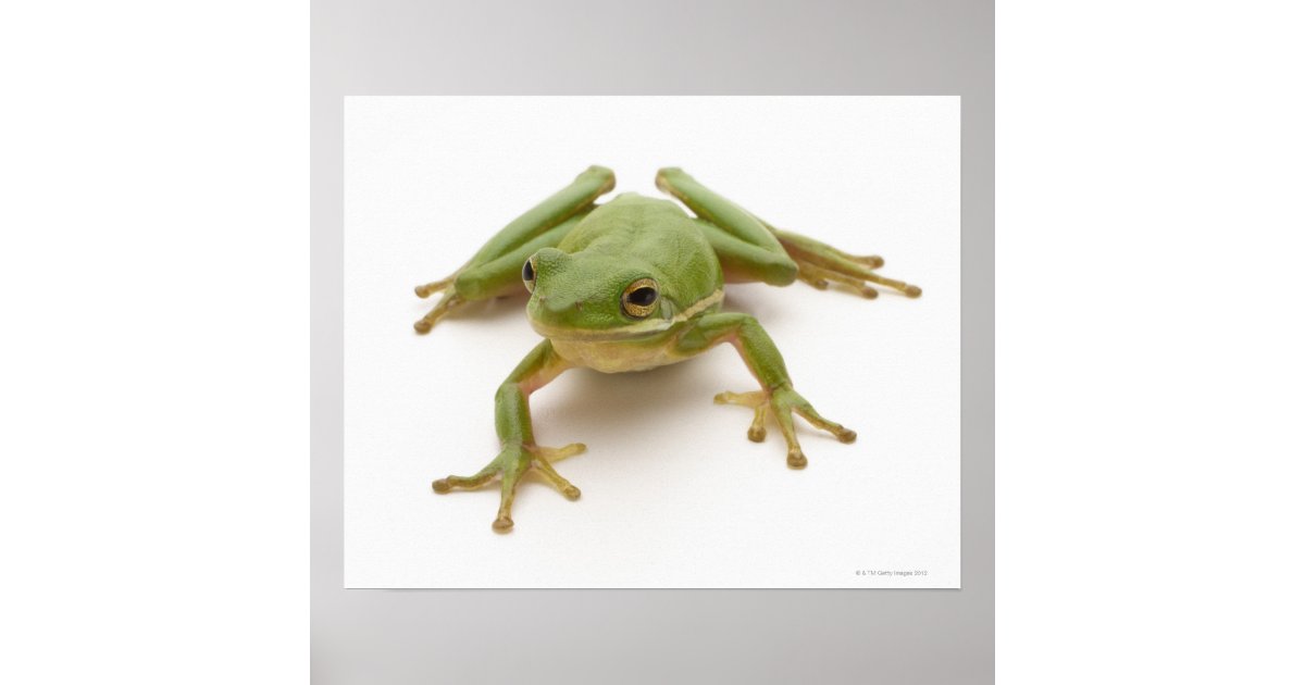 Green Tree Frog Poster | Zazzle