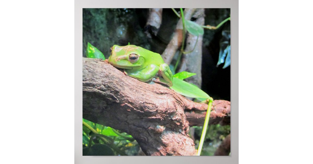 Green Tree Frog Poster | Zazzle