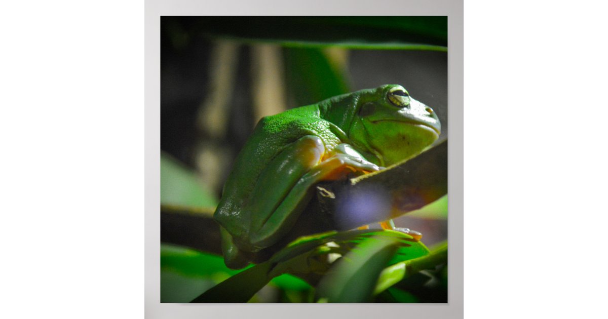 Green Tree Frog Poster | Zazzle