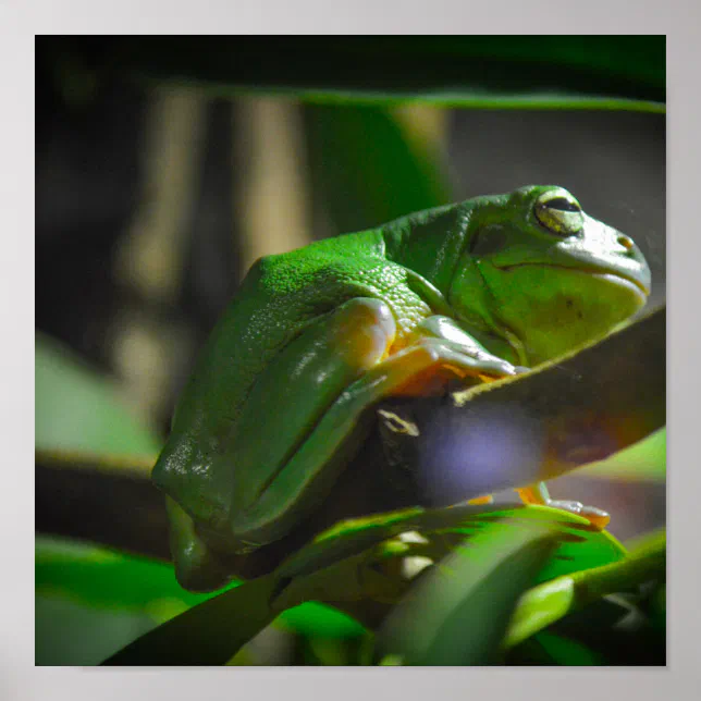 Green Tree Frog Poster | Zazzle